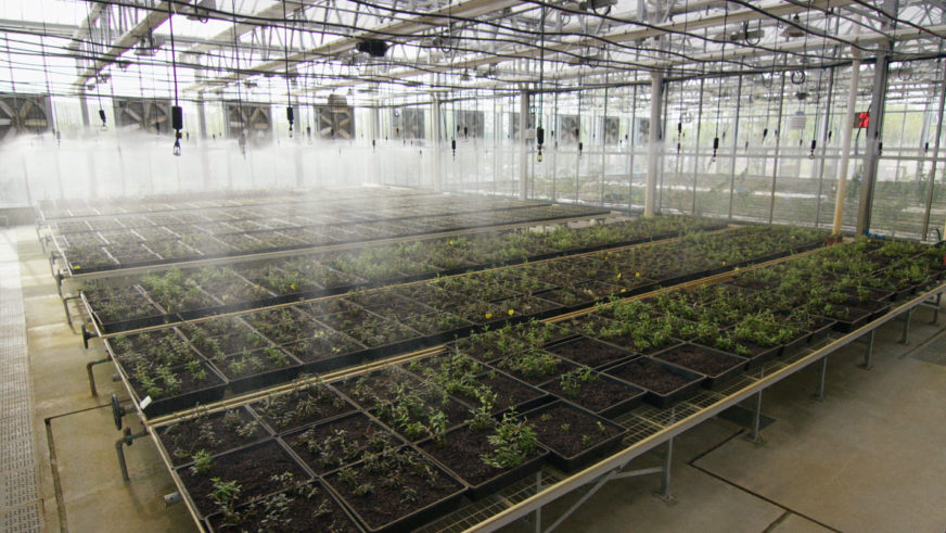 Amway Botanical Research Center - Gorilla